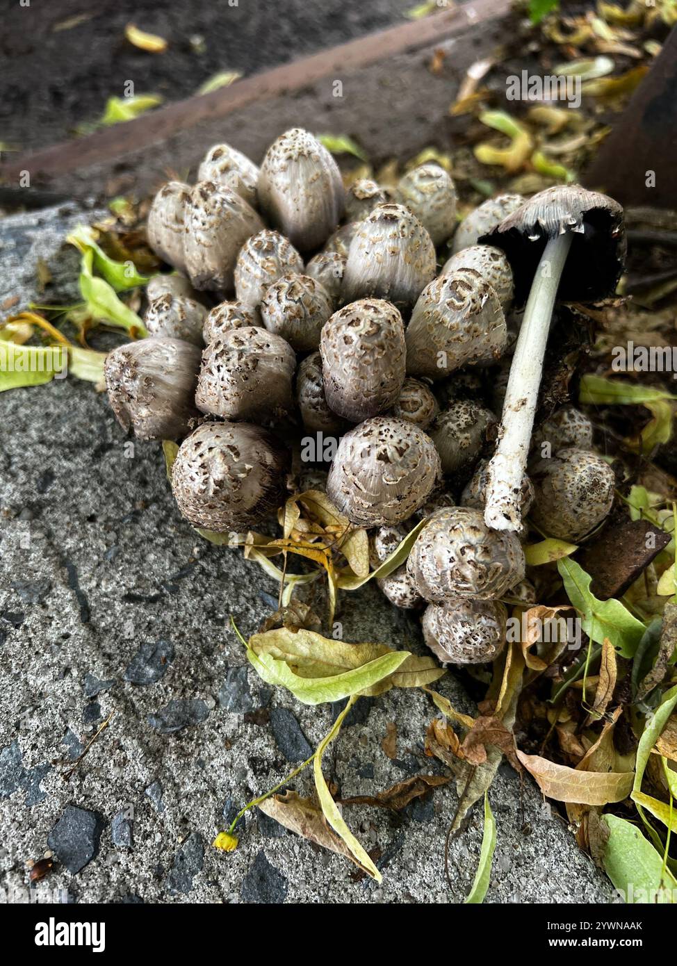 scaly ink cap (Coprinopsis variegata Stock Photo - Alamy