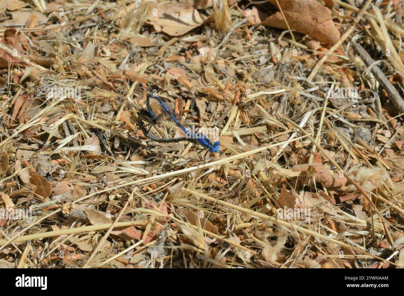 Vivid Dancer (Argia vivida Stock Photo - Alamy