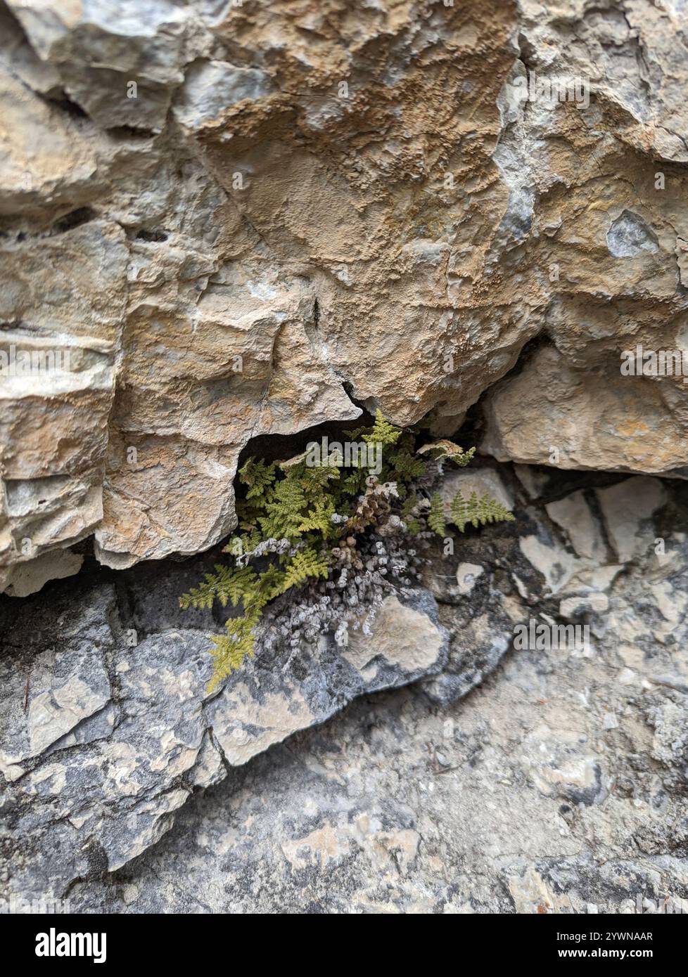 Fee's lip fern (Myriopteris gracilis Stock Photo - Alamy