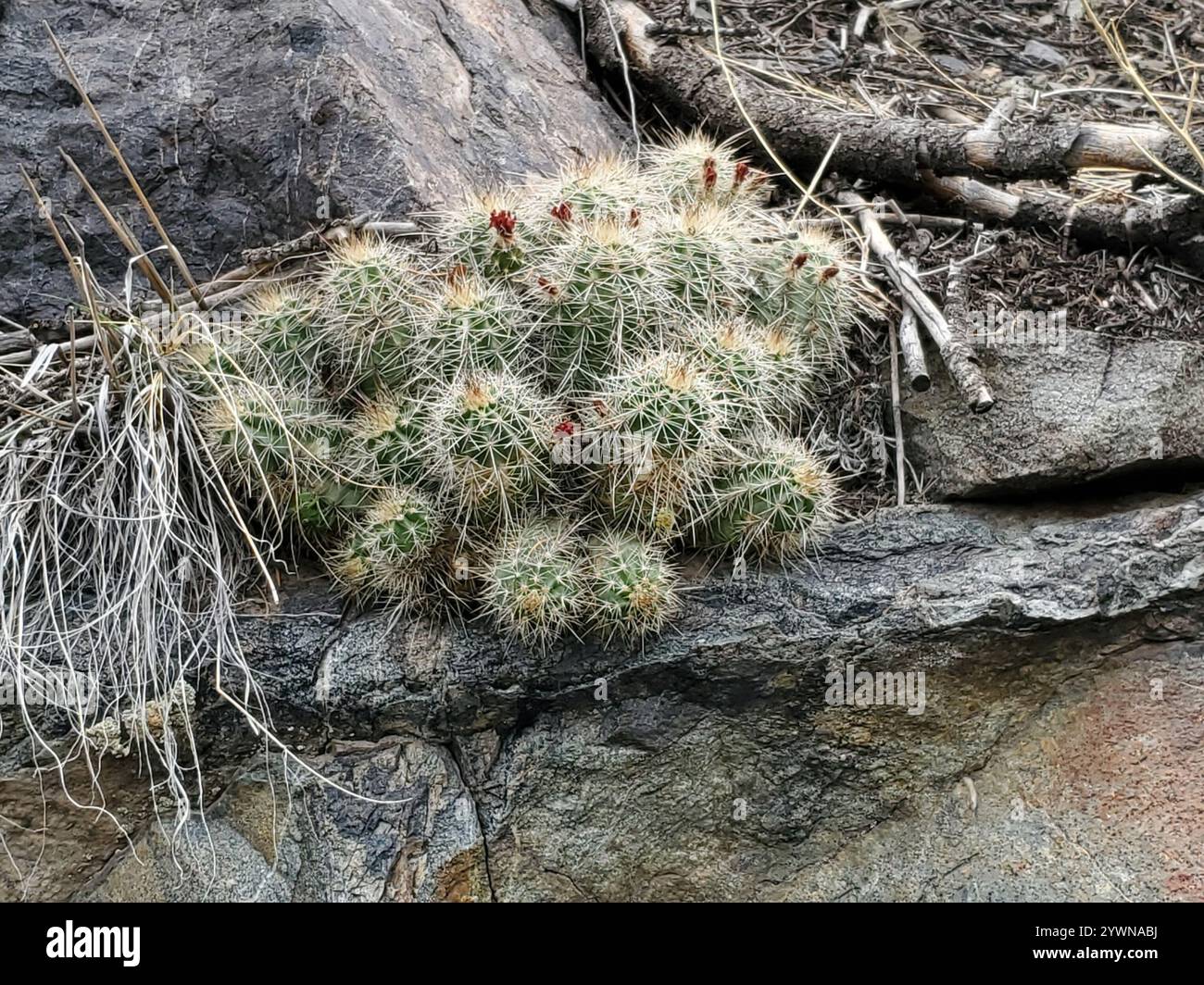 Scarlet Hedgehog Cactus (Echinocereus coccineus coccineus Stock Photo ...
