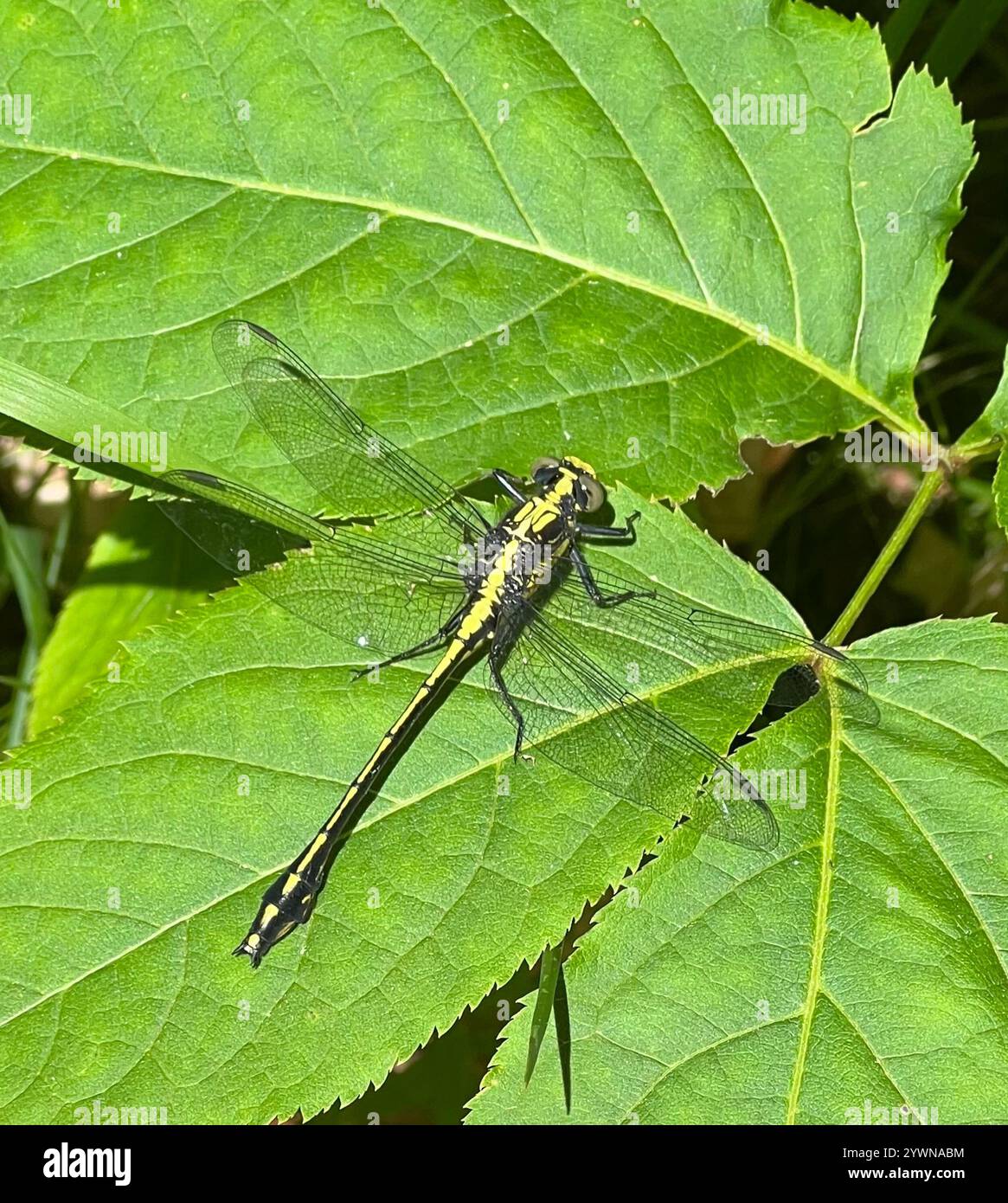 Black-shouldered Spinyleg (Dromogomphus spinosus Stock Photo - Alamy
