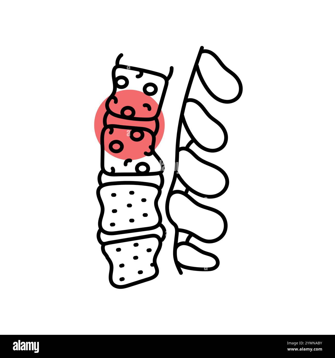 Osteoporosis color line icon. Diseases of the spine. Vertebrology ...