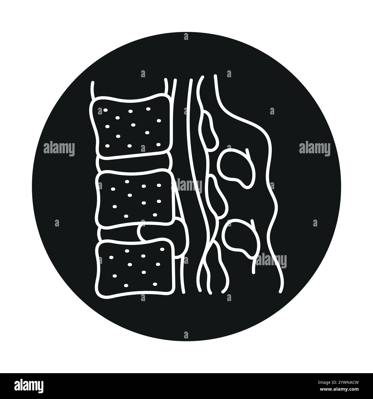 Intervertebral disks Stock Vector Images - Alamy