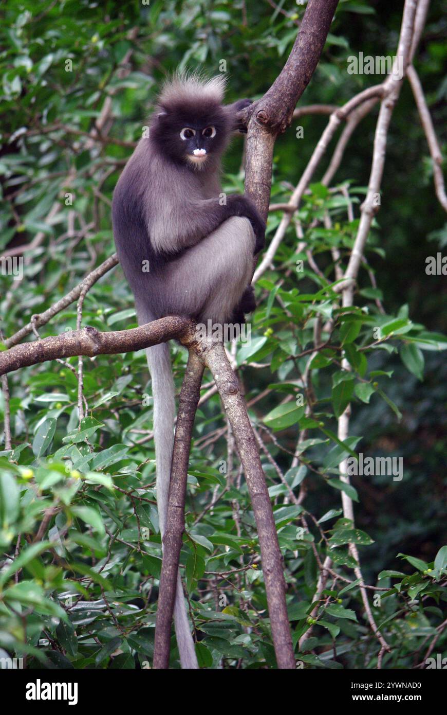 The dusky leaf monkey (Trachypithecus obscurus), also known as the spectacled langur or the ...