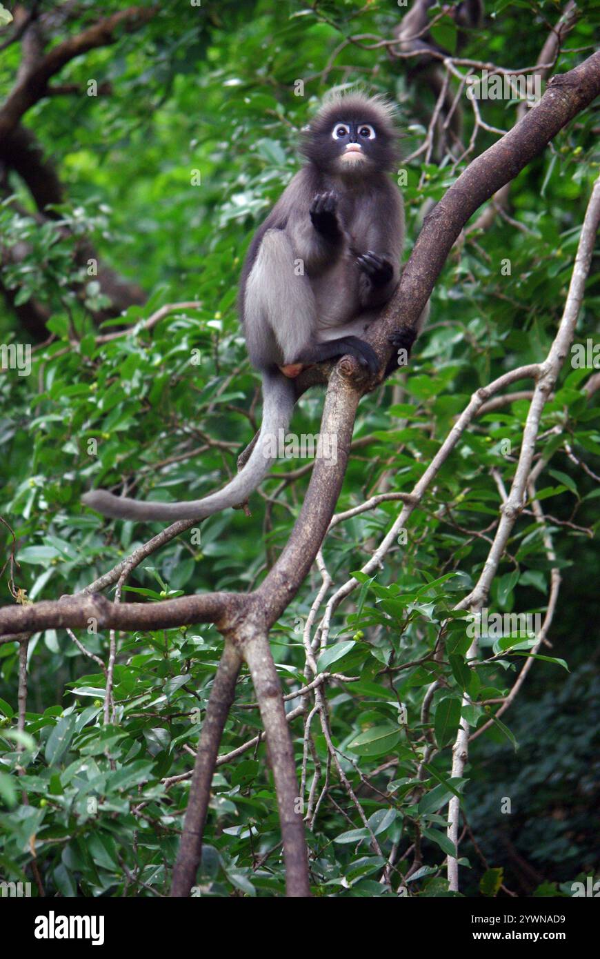 The dusky leaf monkey (Trachypithecus obscurus), also known as the spectacled langur or the ...
