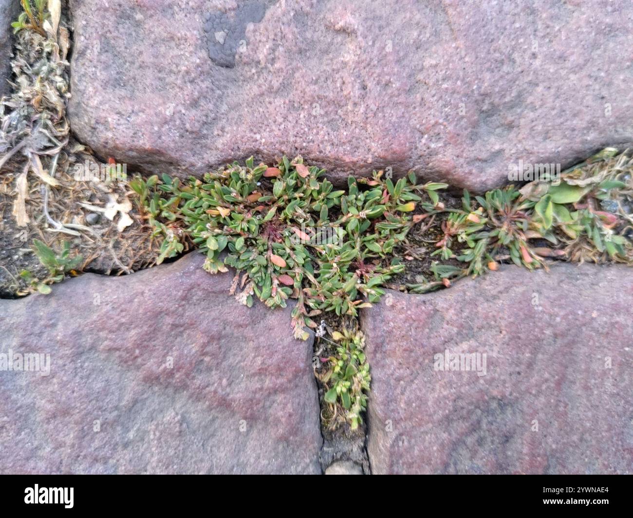 Common Knotgrass Complex (Polygonum aviculare Stock Photo - Alamy