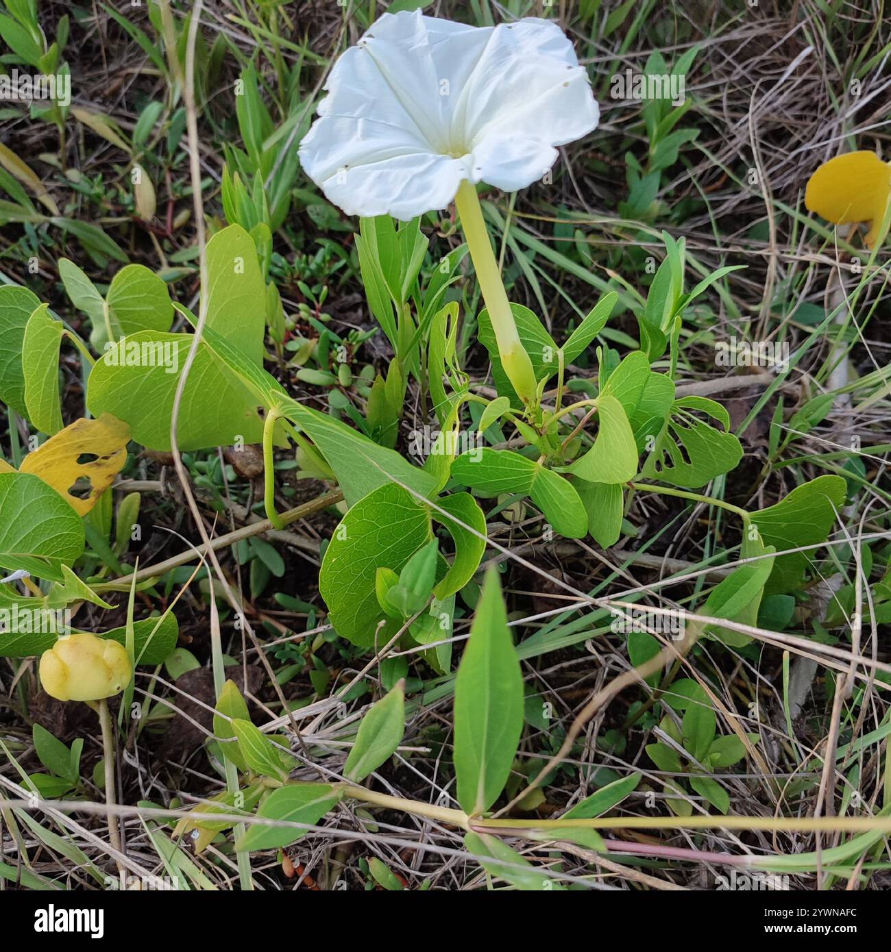 beach moonflower (Ipomoea violacea Stock Photo - Alamy