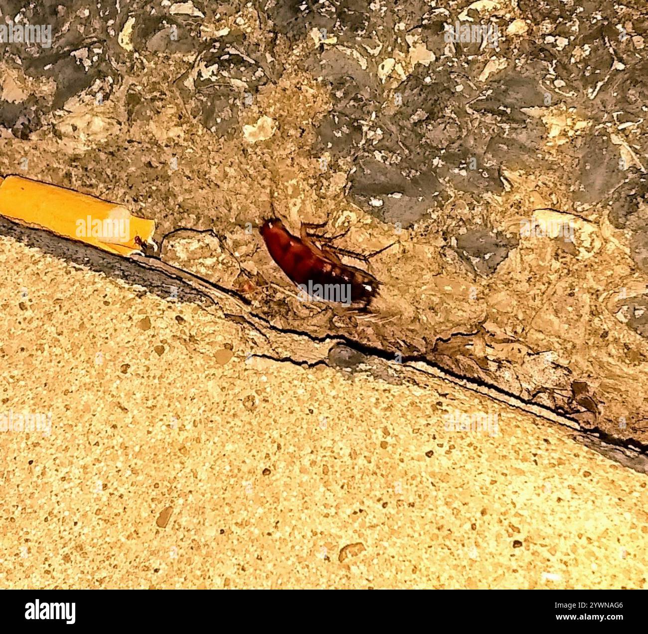 Cockroaches and Termites (Blattodea Stock Photo - Alamy