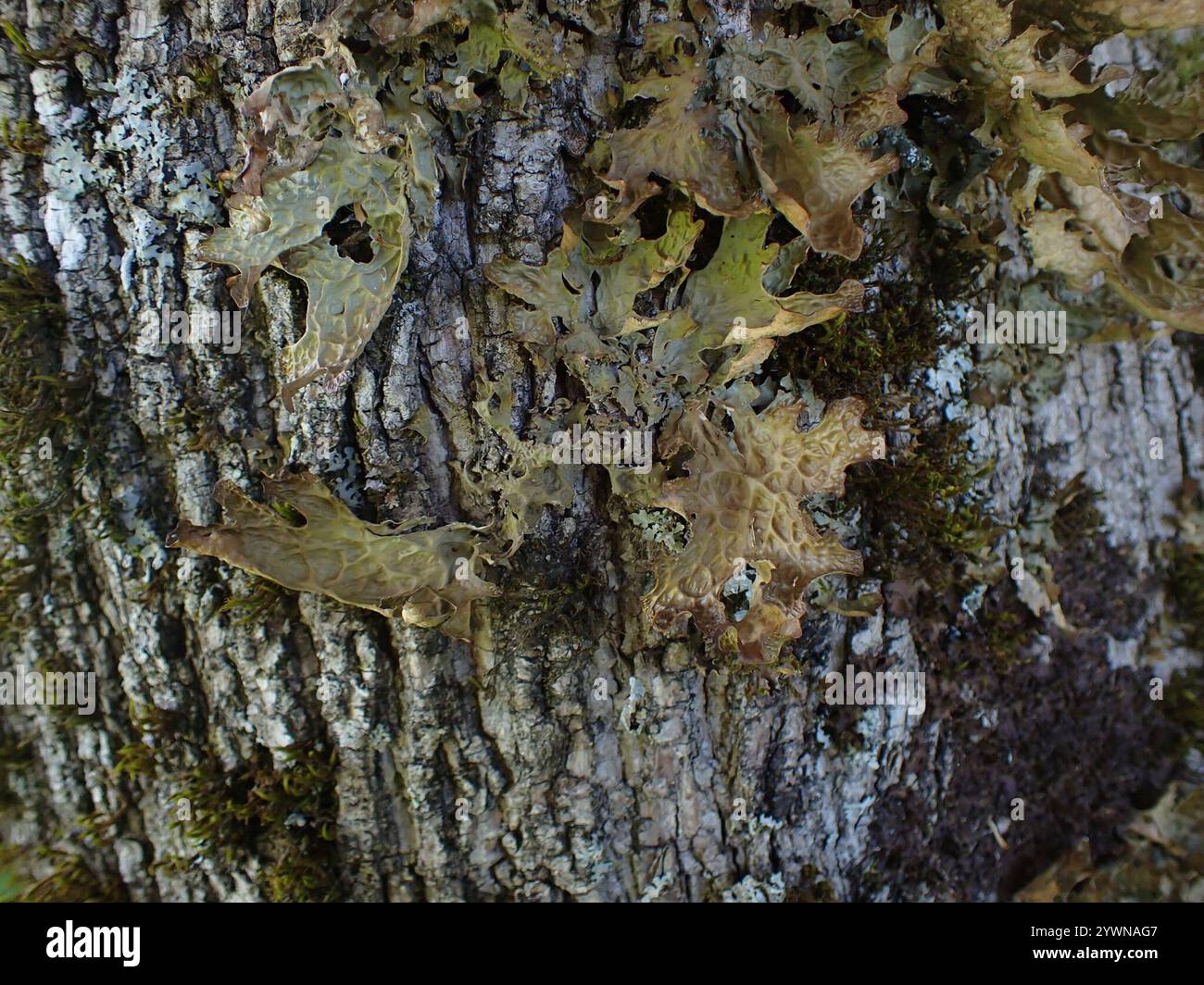 Tree Lungwort (Lobaria pulmonaria Stock Photo - Alamy
