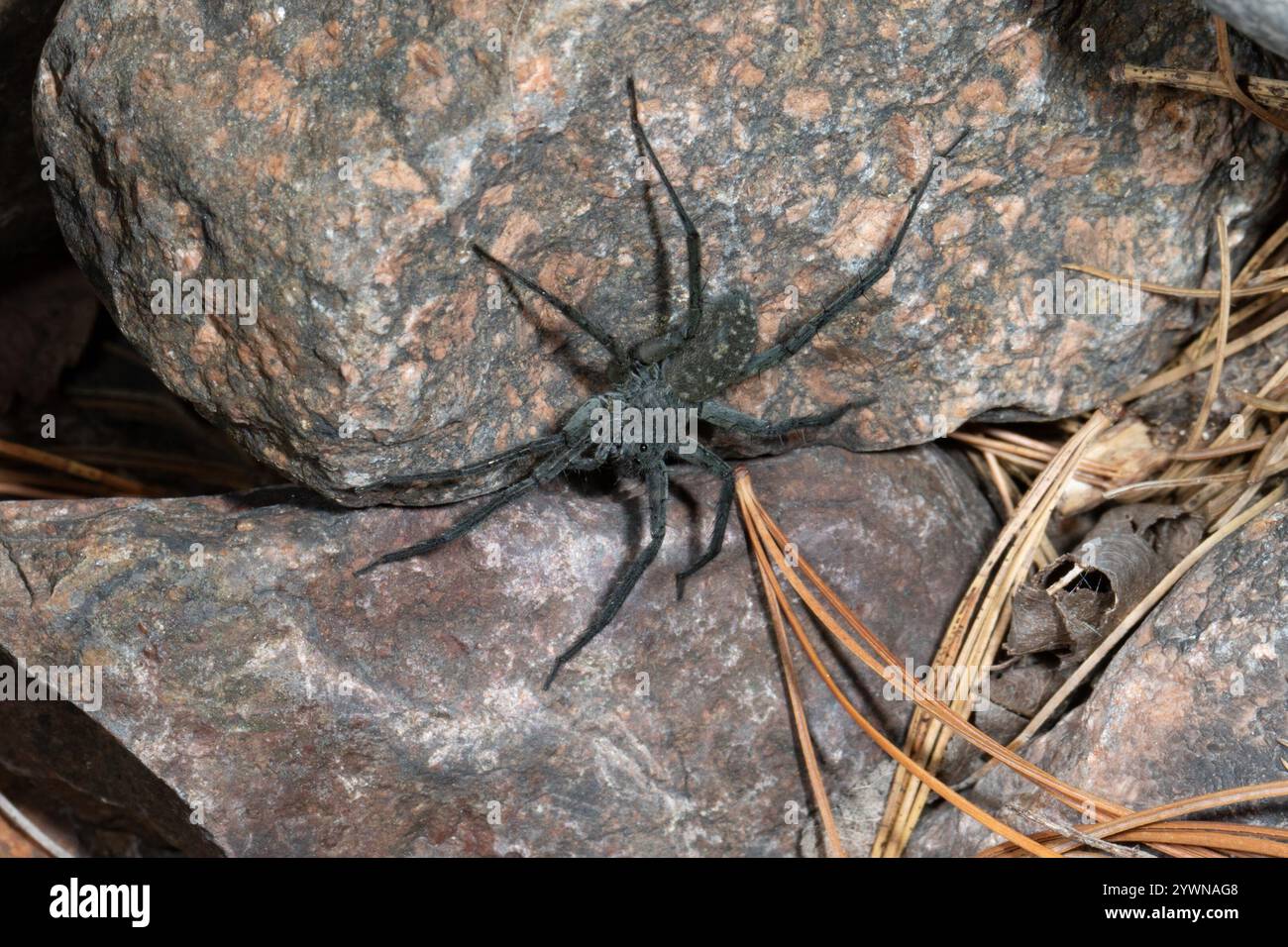 Stone Spider (Pardosa lapidicina Stock Photo - Alamy