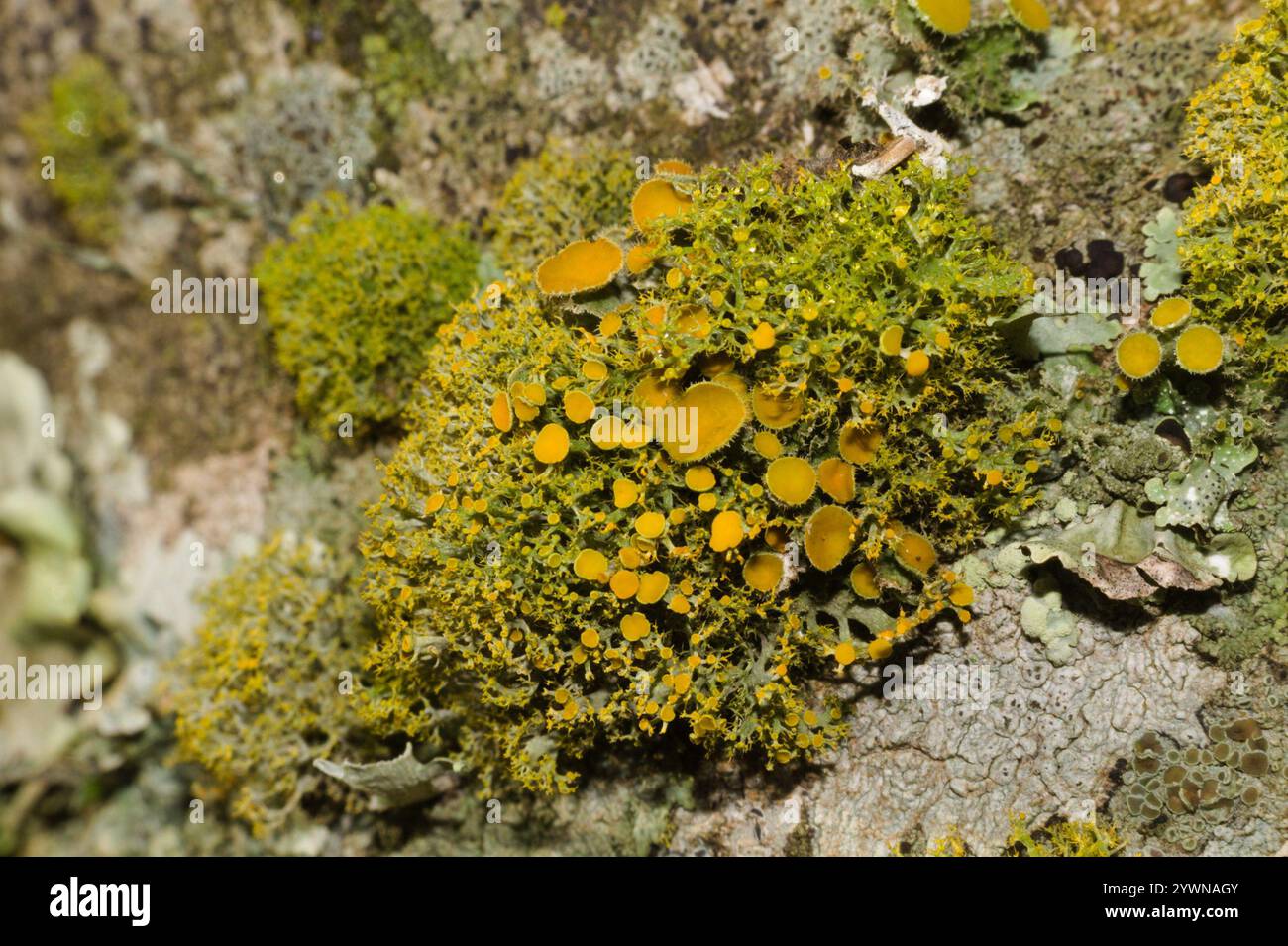 Golden-eye Lichen (Teloschistes chrysophthalmus Stock Photo - Alamy