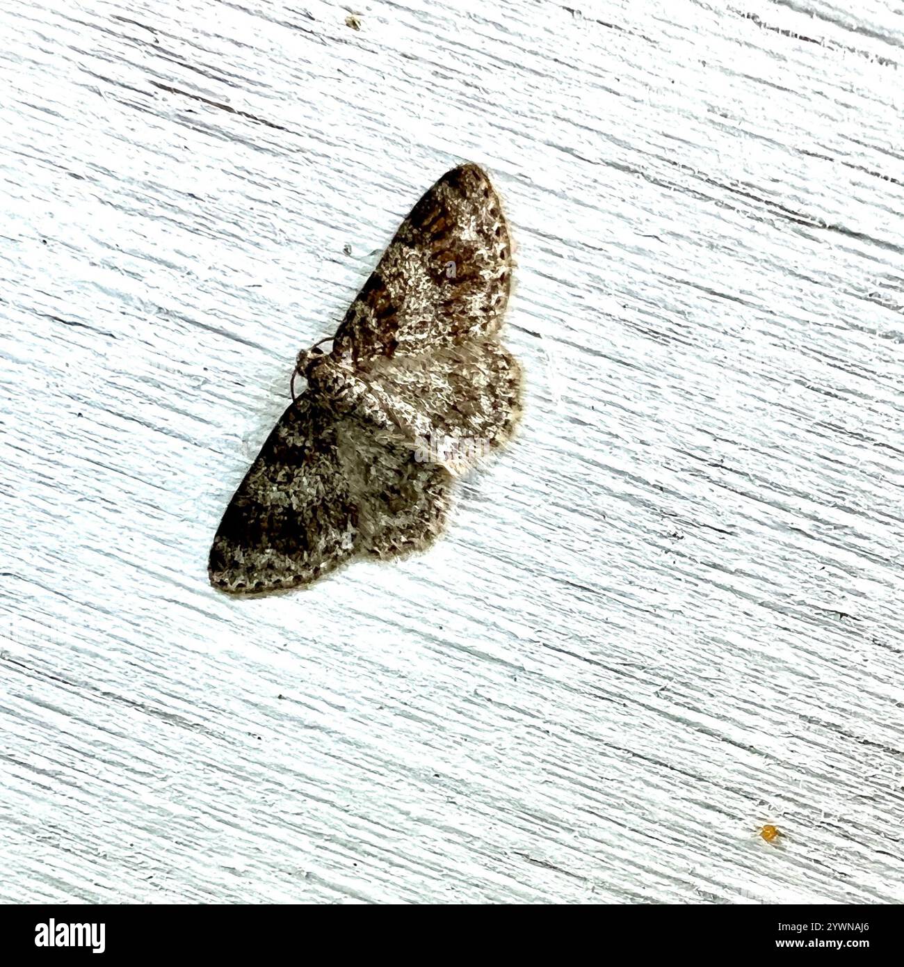 Hydrelia hi-res stock photography and images - Alamy