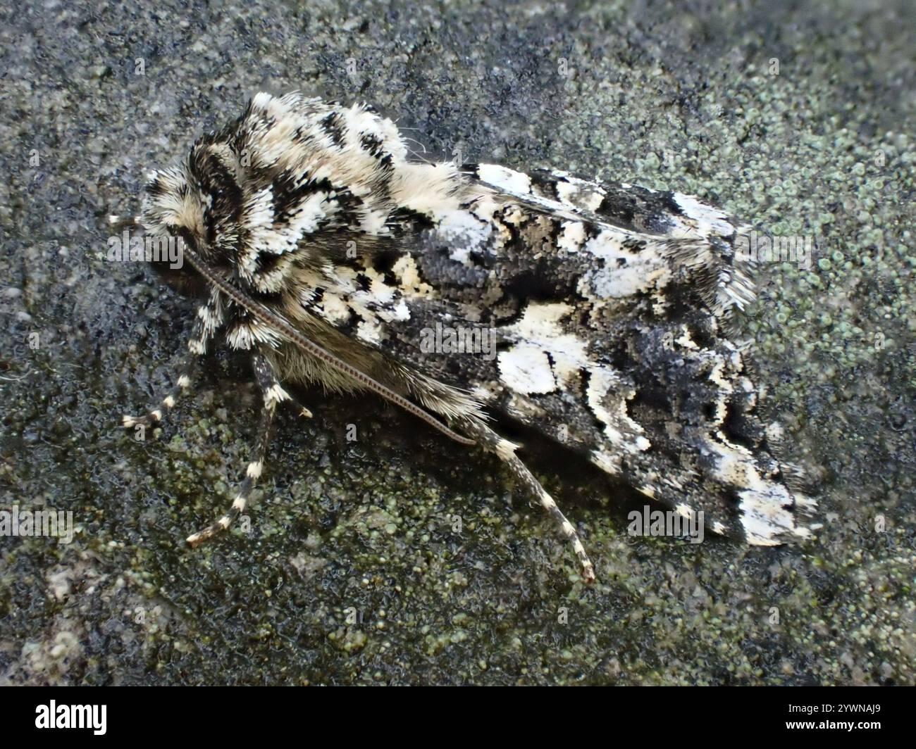 Marbled Coronet (Hadena confusa Stock Photo - Alamy