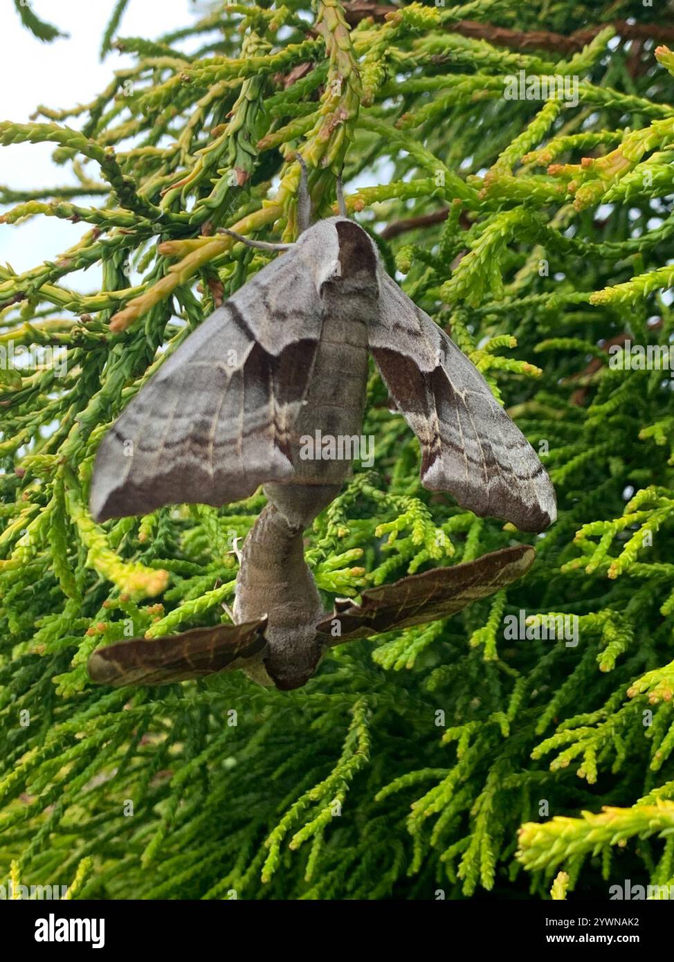 Western Eyed Sphinx (Smerinthus ophthalmica Stock Photo - Alamy