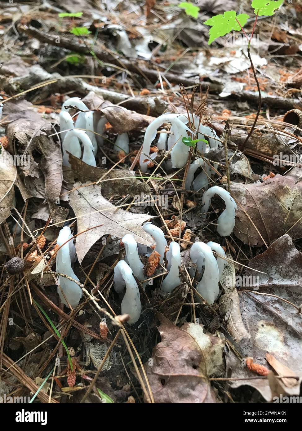 Ghost Pipe (Monotropa uniflora Stock Photo - Alamy