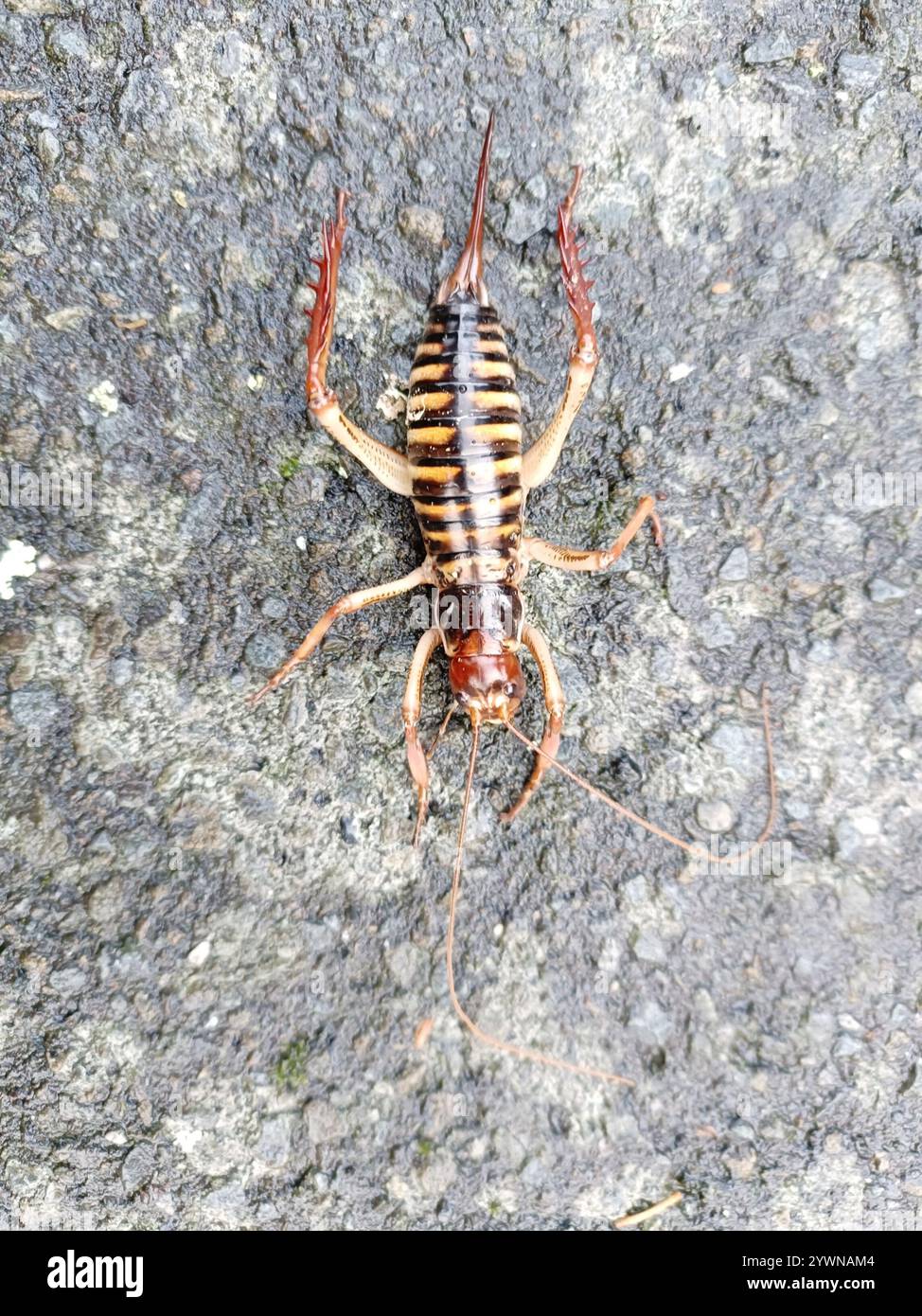 Wellington Tree Wētā (Hemideina crassidens Stock Photo - Alamy