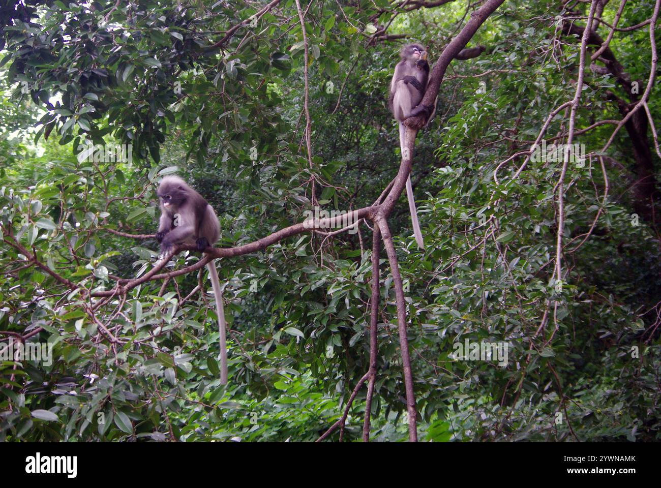 The dusky leaf monkey (Trachypithecus obscurus), also known as the ...