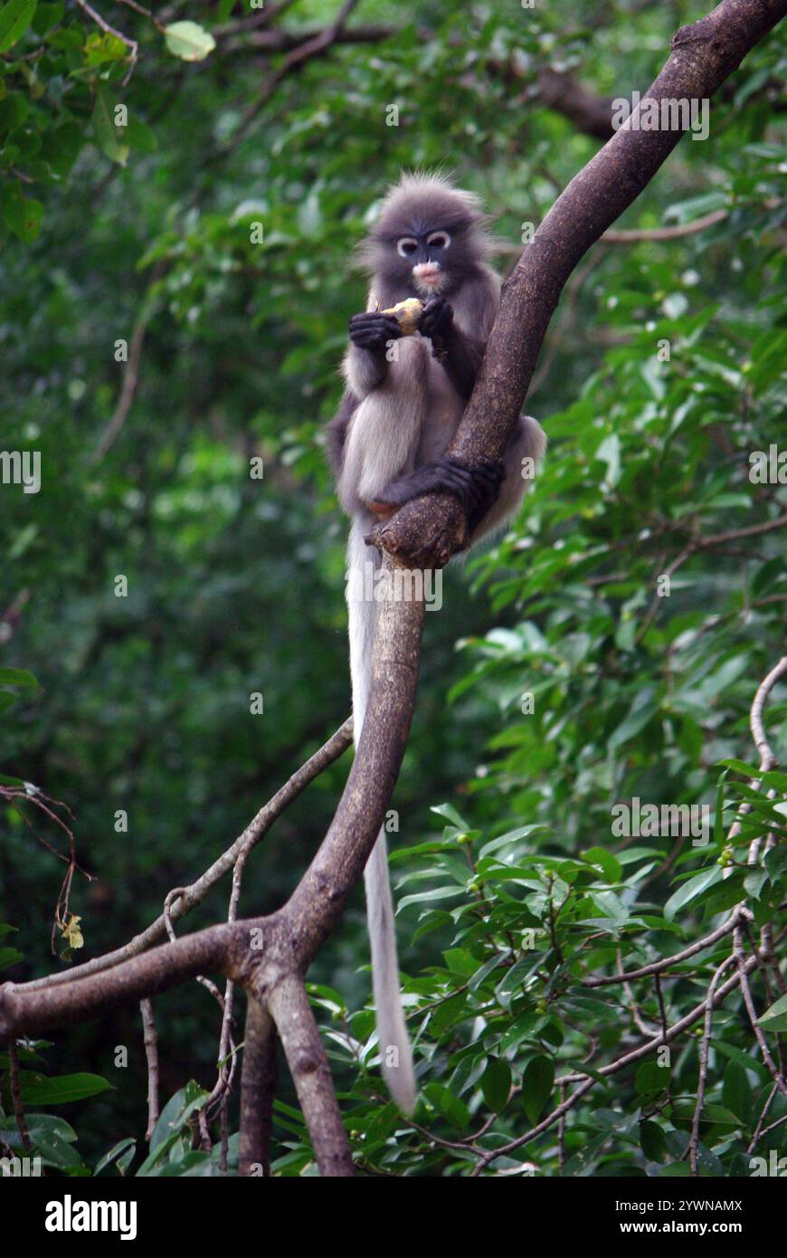 The dusky leaf monkey (Trachypithecus obscurus), also known as the spectacled langur or the ...