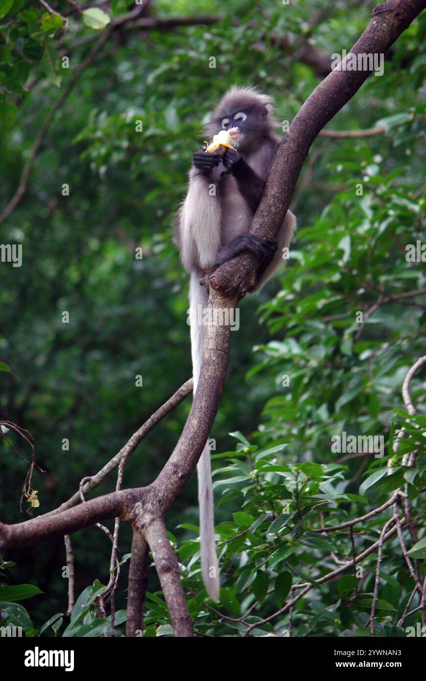 The dusky leaf monkey (Trachypithecus obscurus), also known as the ...