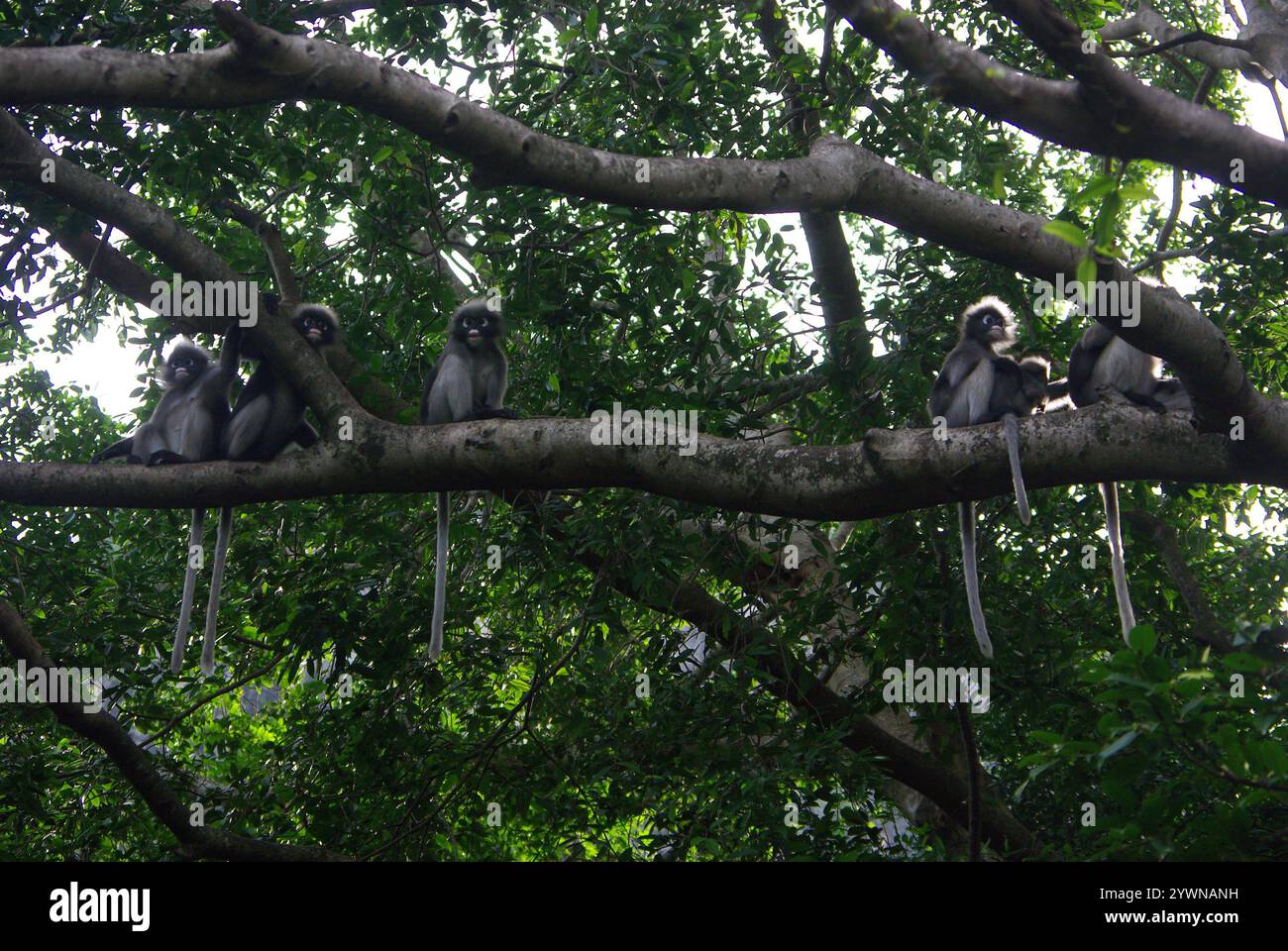 The dusky leaf monkey (Trachypithecus obscurus), also known as the ...