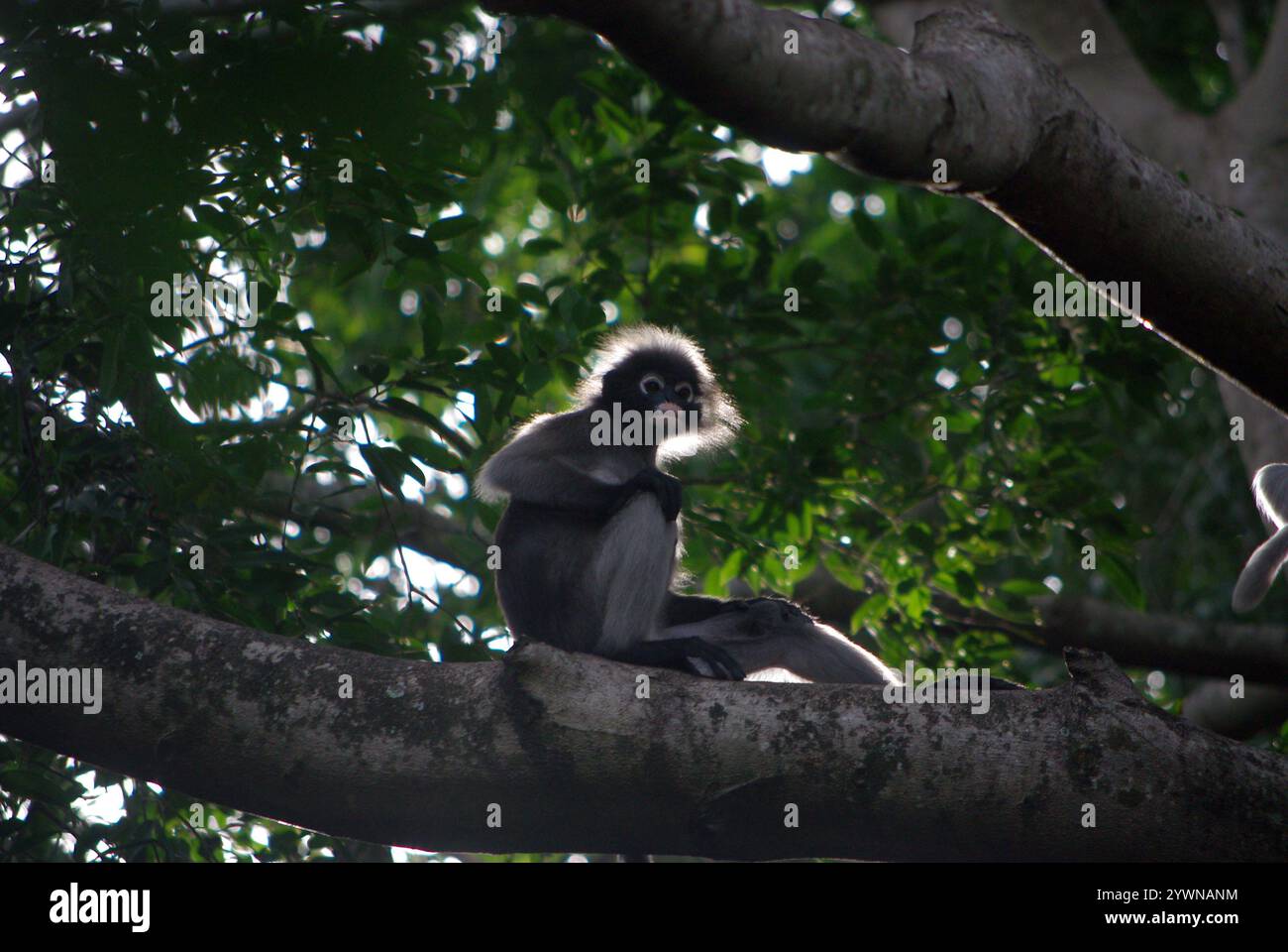 The dusky leaf monkey (Trachypithecus obscurus), also known as the ...