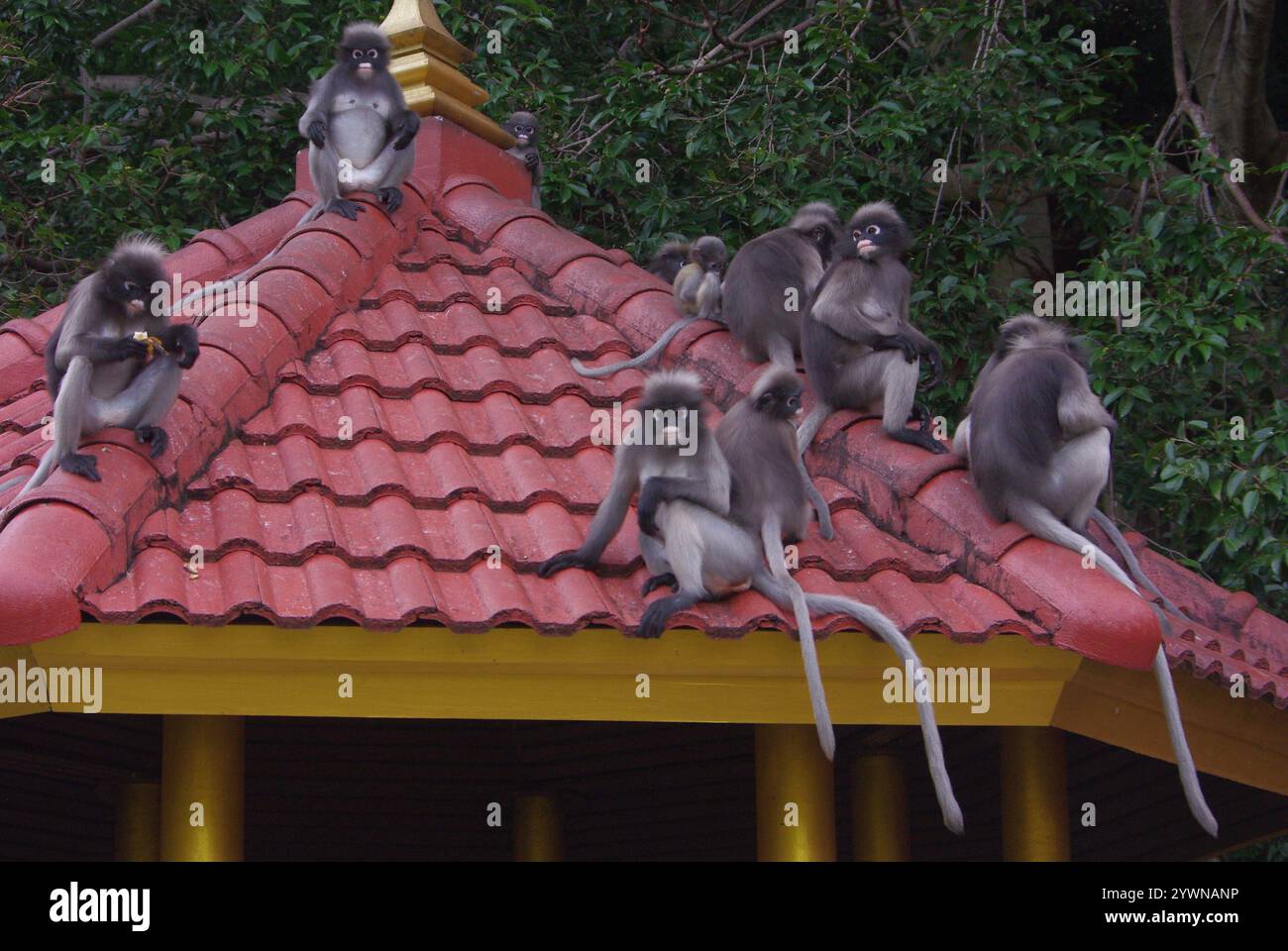 The dusky leaf monkey (Trachypithecus obscurus), also known as the ...