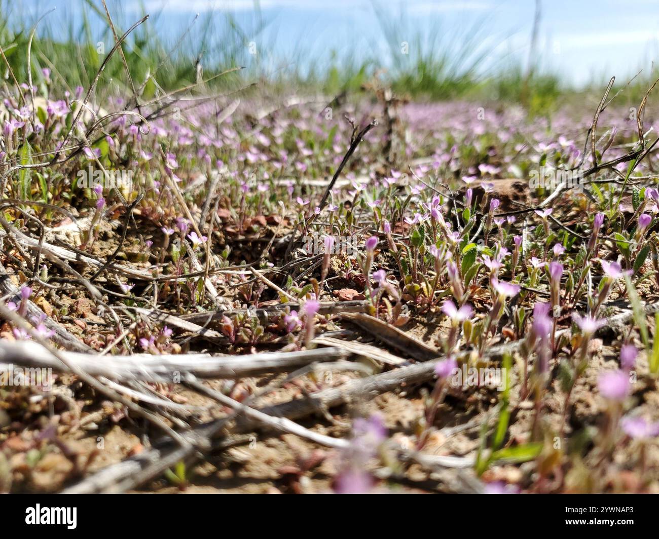 African mustard (Strigosella africana Stock Photo - Alamy