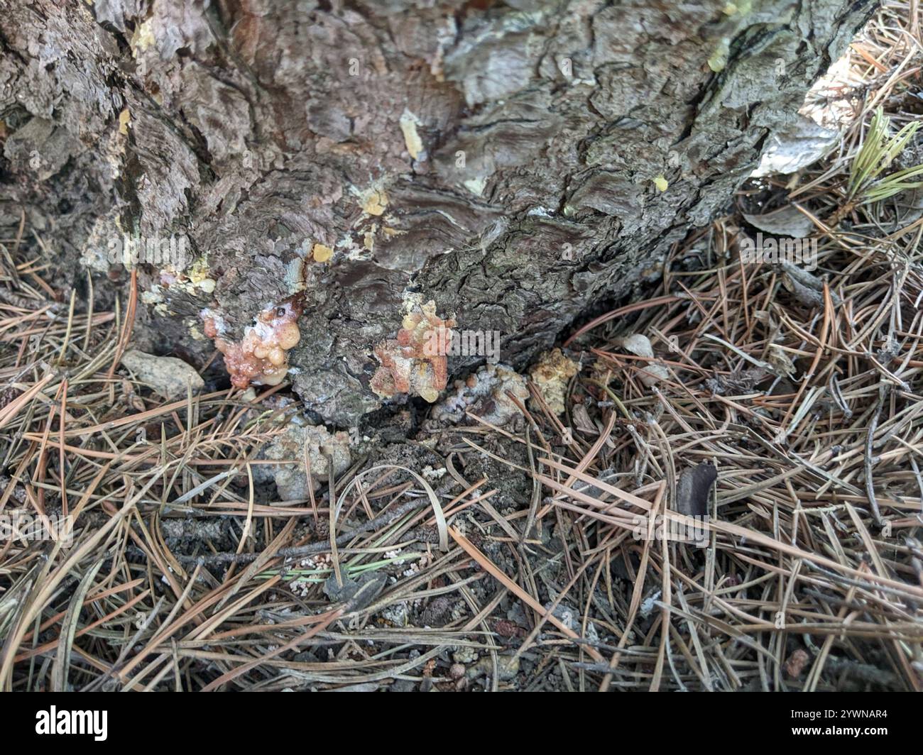 Red Turpentine Beetle (Dendroctonus valens Stock Photo - Alamy