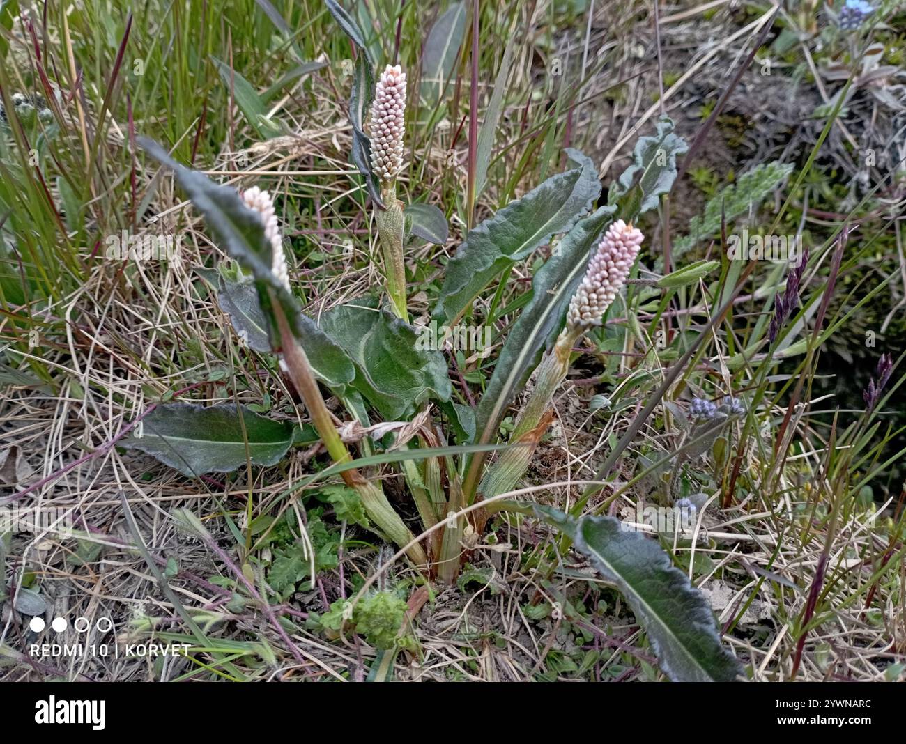 common bistort (Bistorta officinalis Stock Photo - Alamy