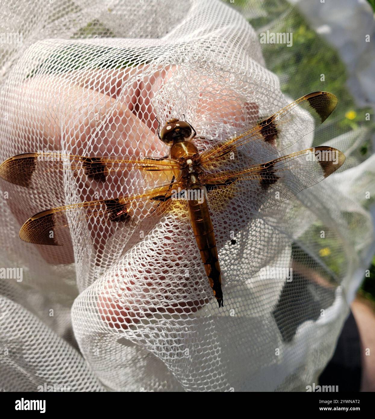 Painted Skimmer (Libellula semifasciata Stock Photo - Alamy