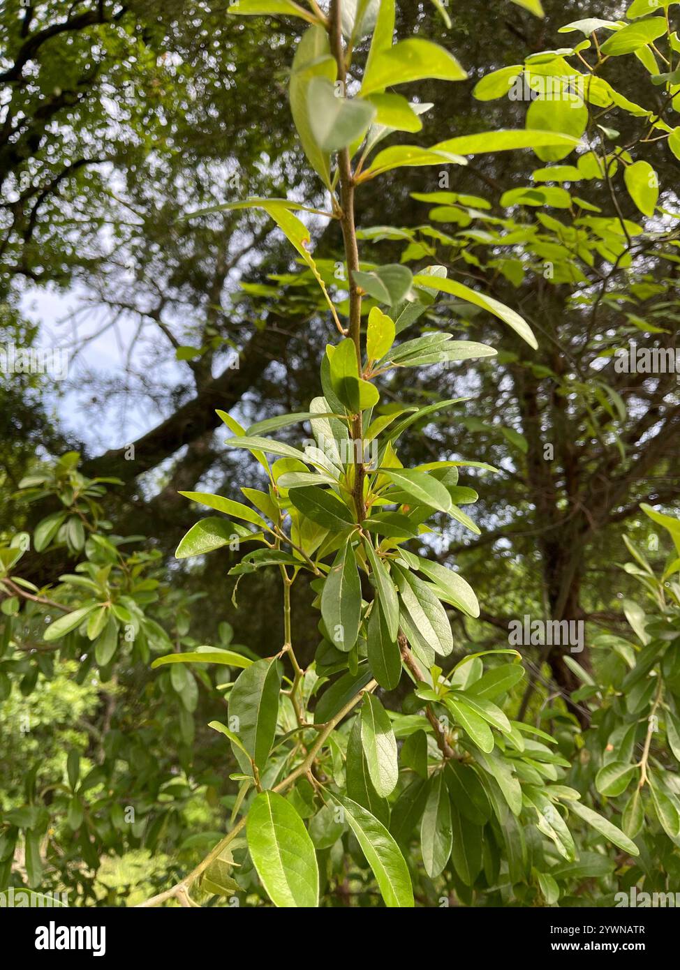 Gum bumelia (Sideroxylon lanuginosum Stock Photo - Alamy