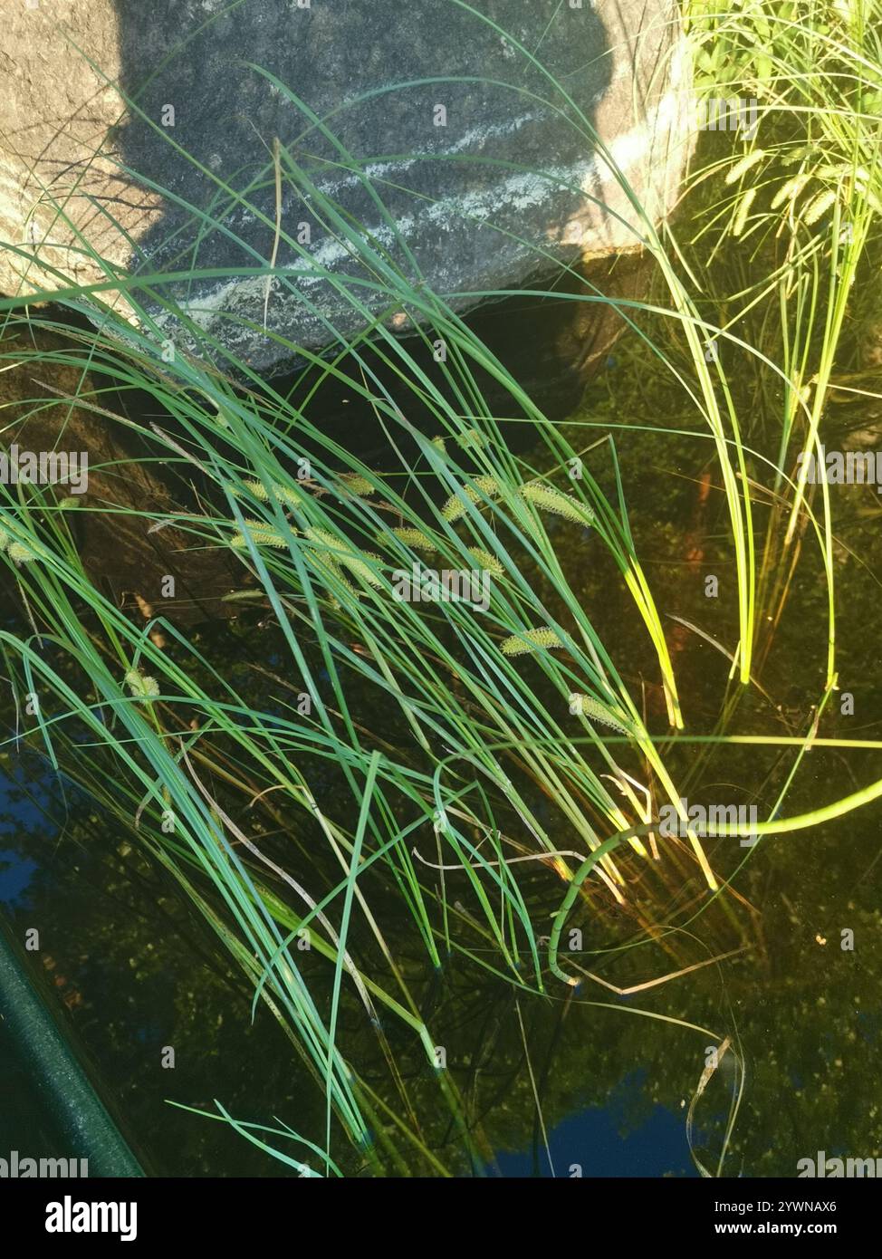 slender tufted-sedge (Carex acuta Stock Photo - Alamy