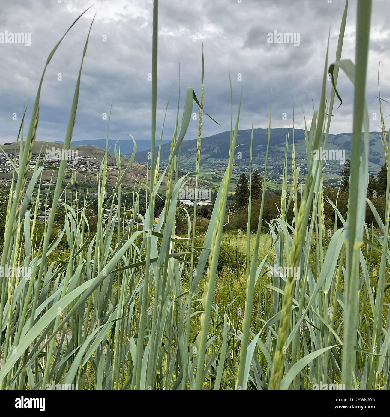 Leymus cinereus hi-res stock photography and images - Alamy