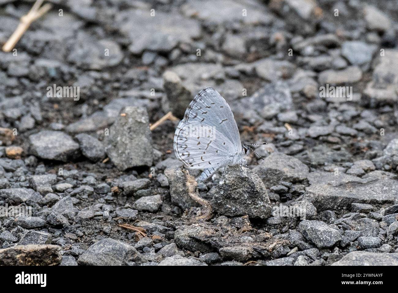 Summer Azure (Celastrina neglecta Stock Photo - Alamy