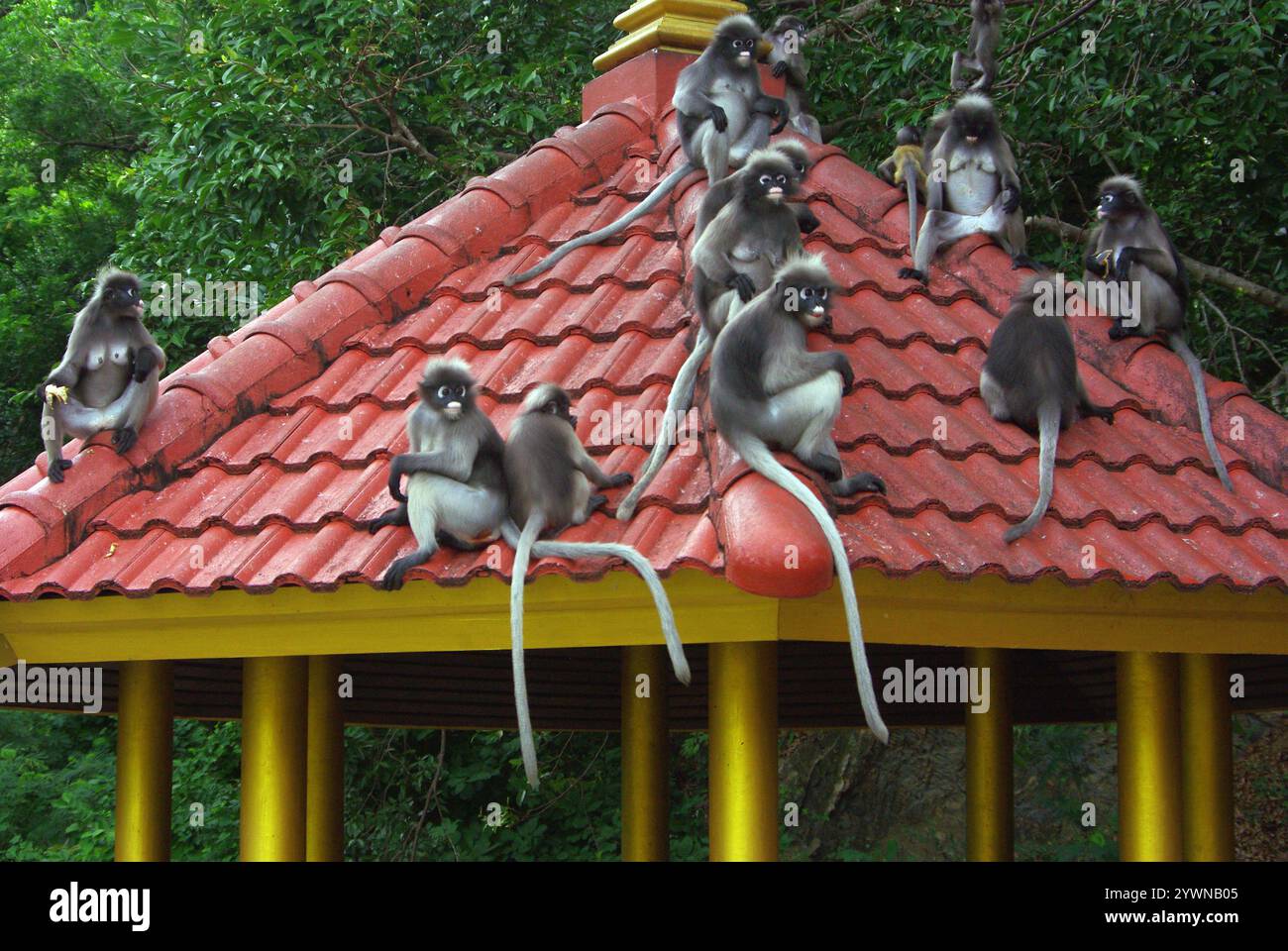 The dusky leaf monkey (Trachypithecus obscurus), also known as the ...