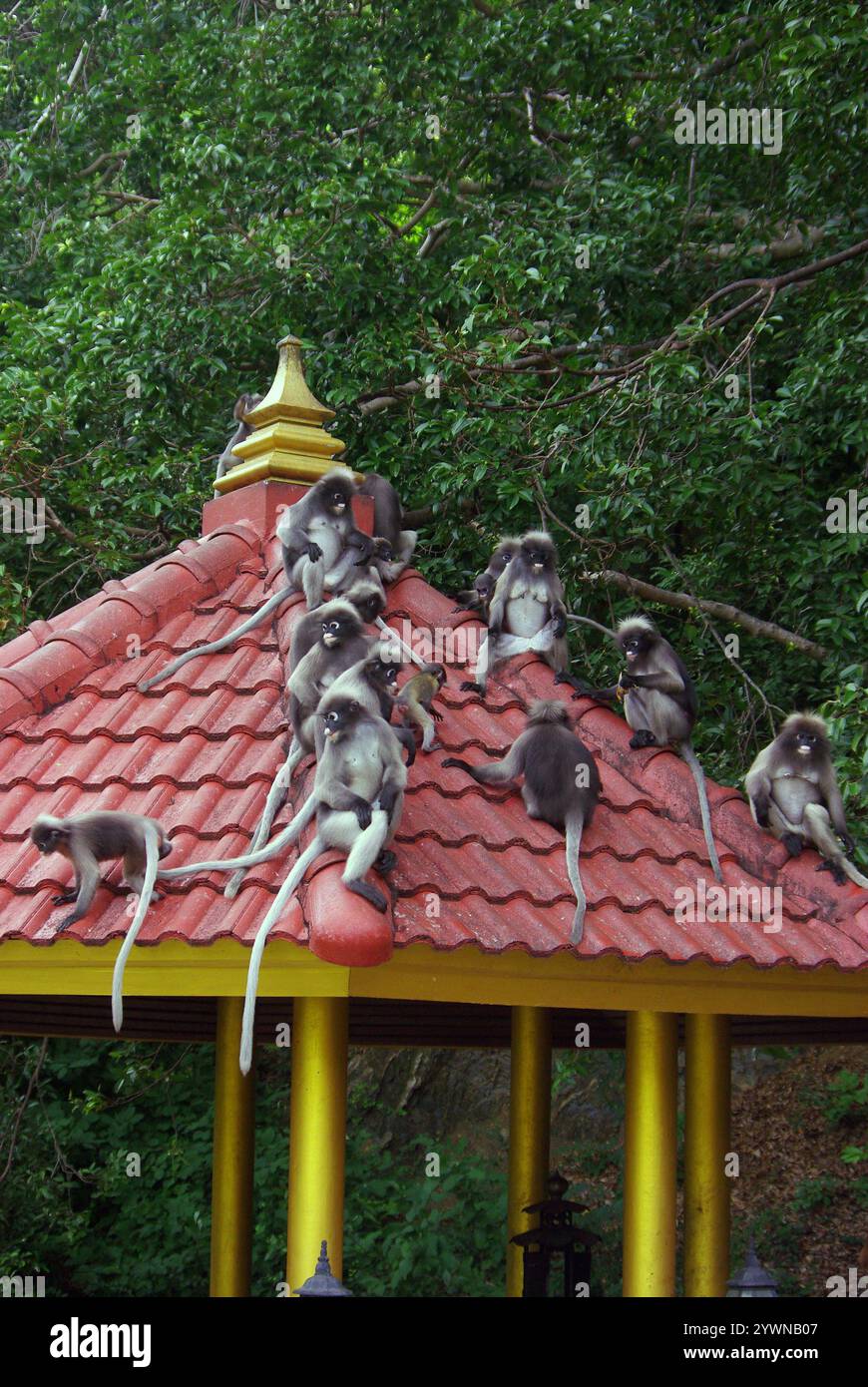 The dusky leaf monkey (Trachypithecus obscurus), also known as the ...