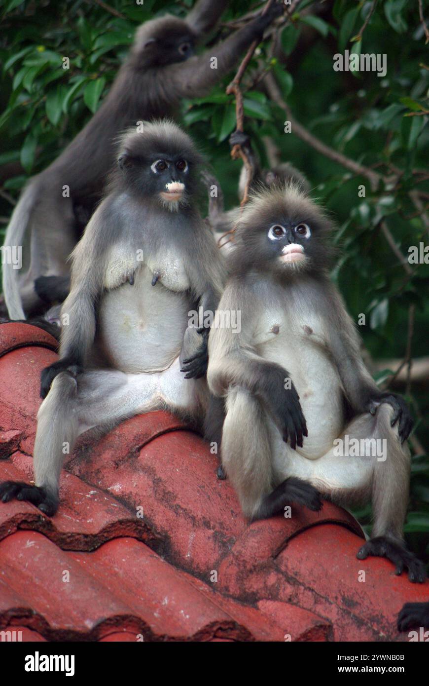 The dusky leaf monkey (Trachypithecus obscurus), also known as the ...