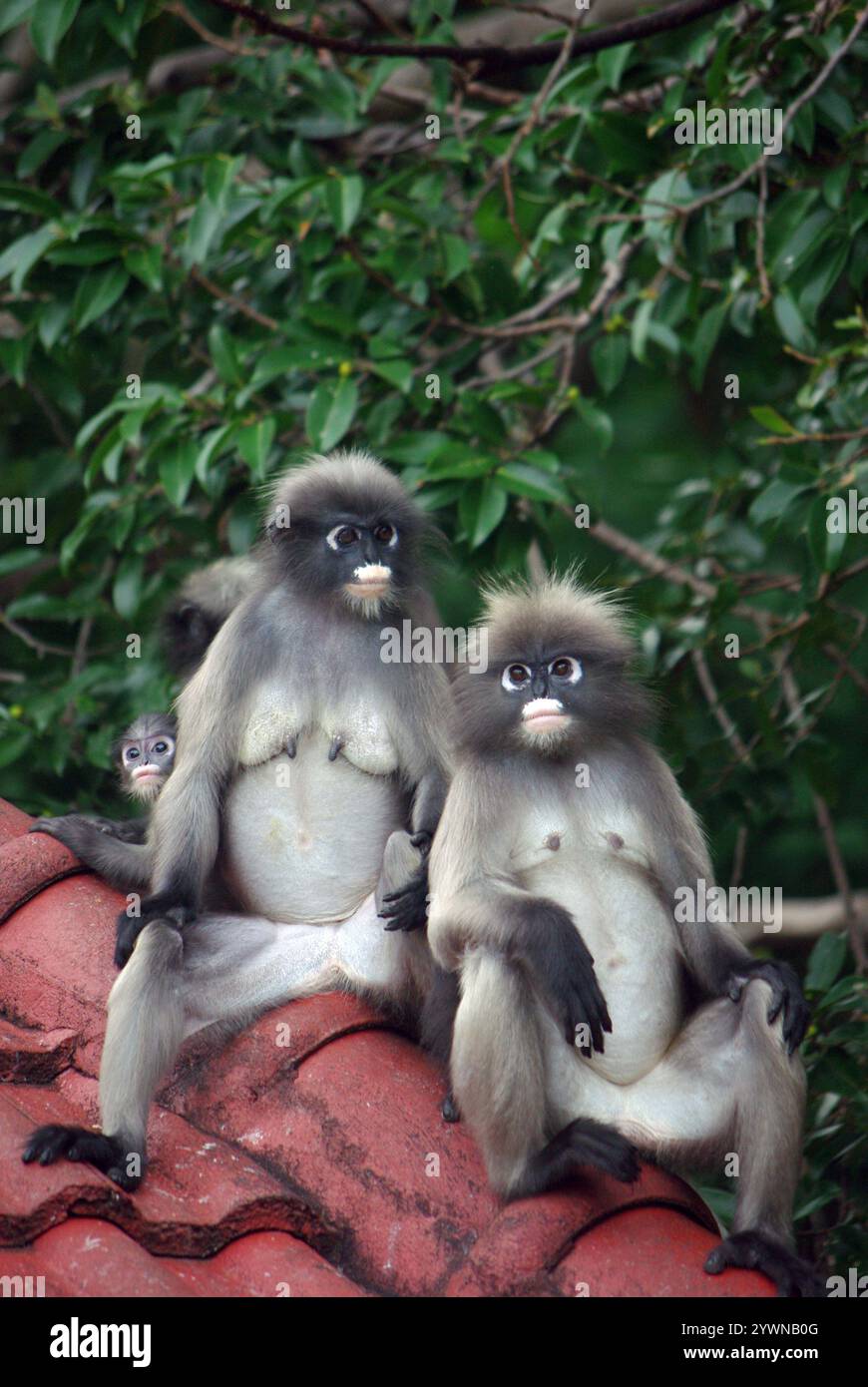 The dusky leaf monkey (Trachypithecus obscurus), also known as the ...