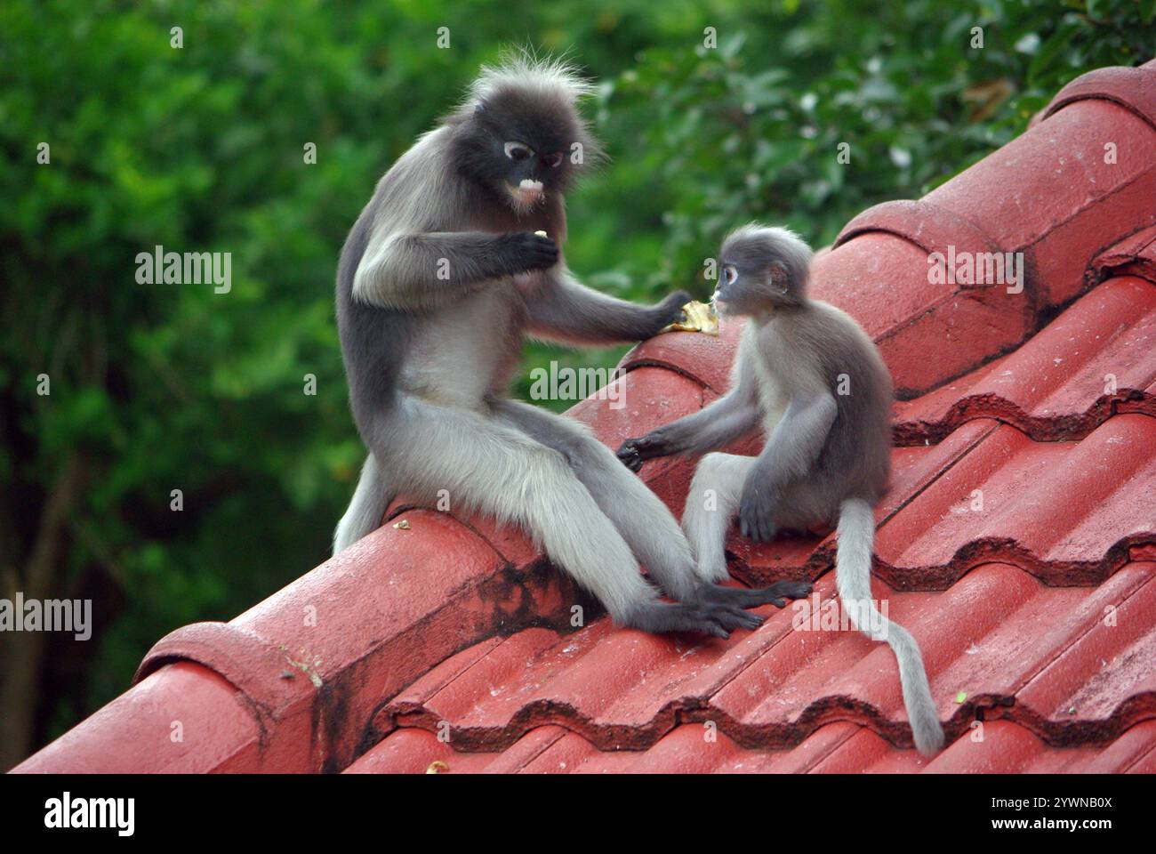 The dusky leaf monkey (Trachypithecus obscurus), also known as the ...