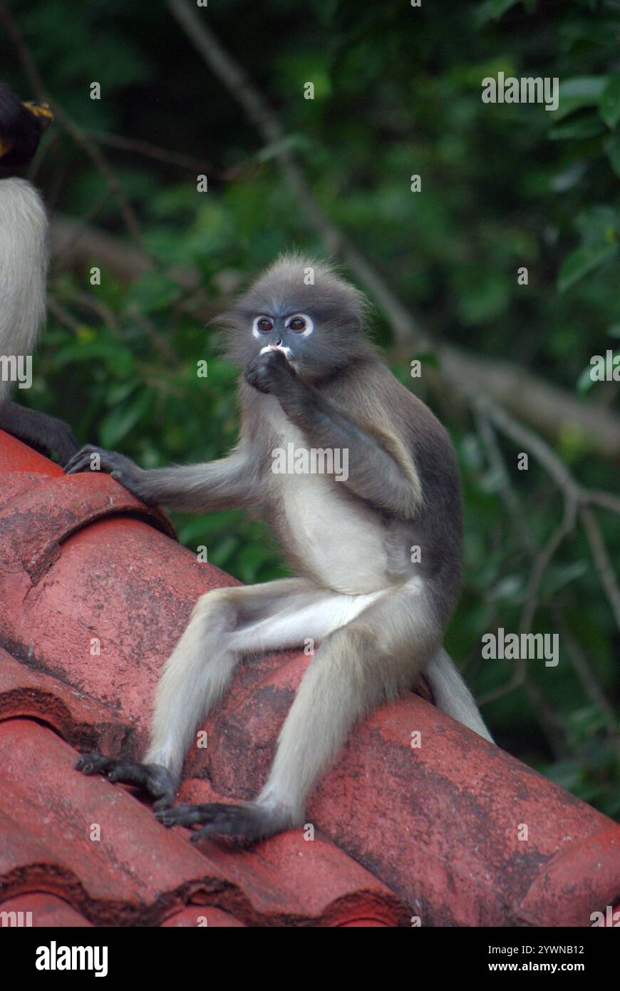 The dusky leaf monkey (Trachypithecus obscurus), also known as the ...