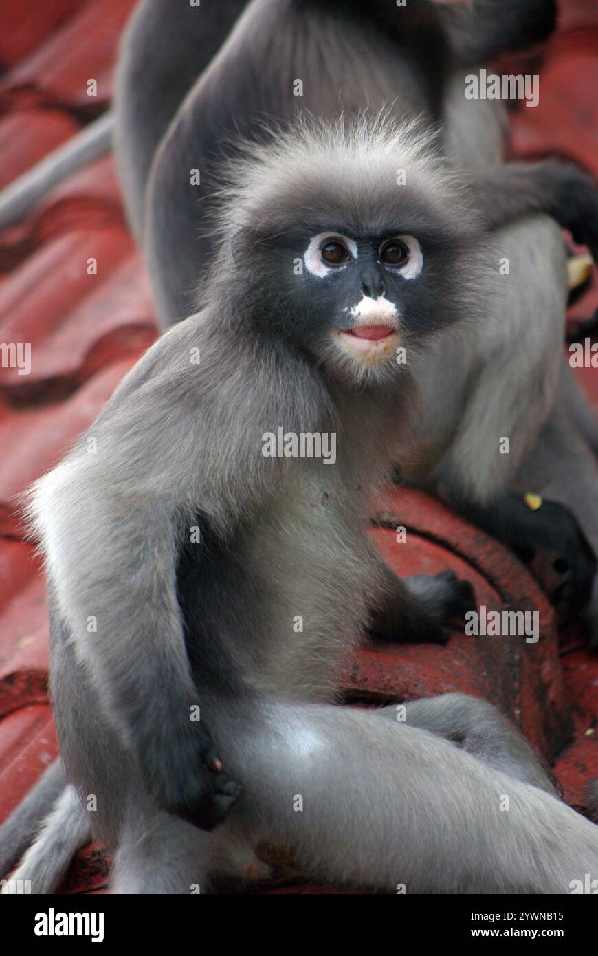 The dusky leaf monkey (Trachypithecus obscurus), also known as the ...