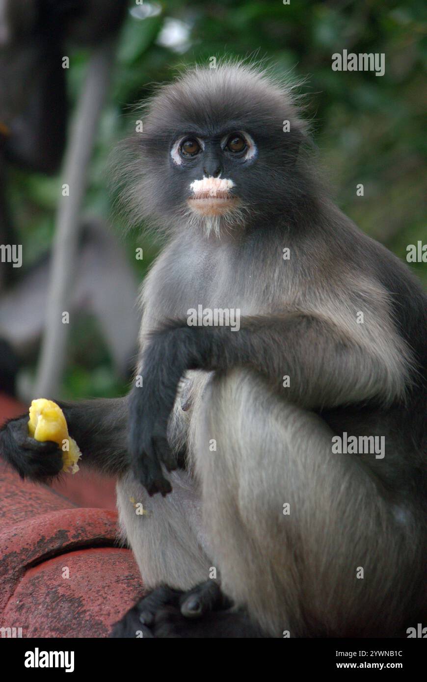 The dusky leaf monkey (Trachypithecus obscurus), also known as the spectacled langur or the ...