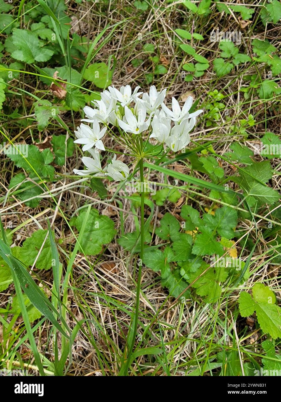 white brodiaea (Triteleia hyacinthina Stock Photo - Alamy