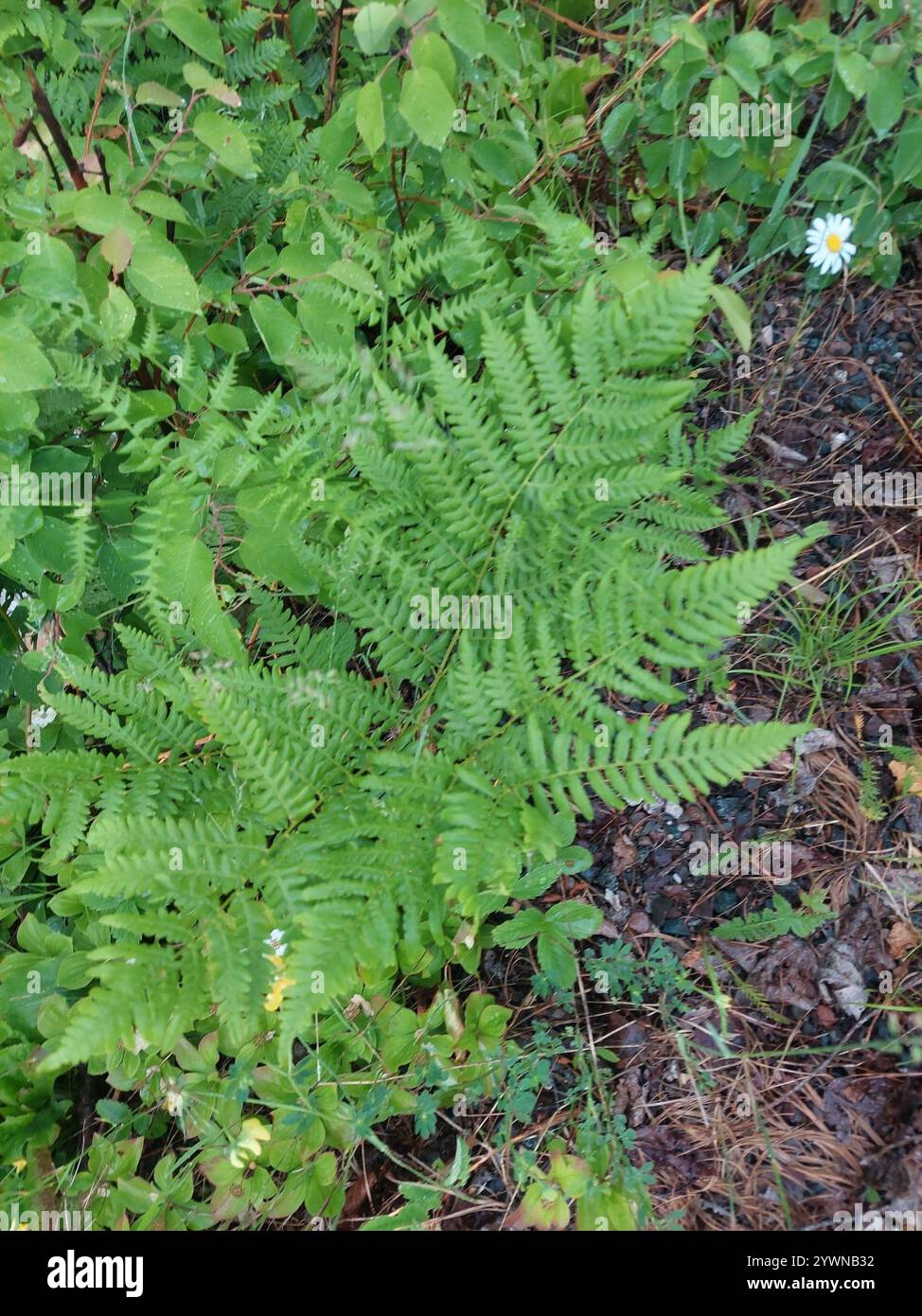 common bracken (Pteridium aquilinum Stock Photo - Alamy