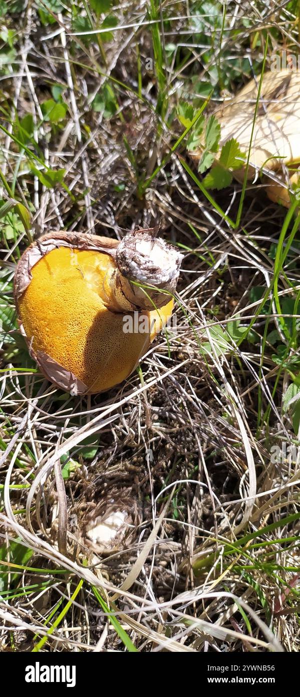 Purple-veiled Slippery Jack (Suillus luteus Stock Photo - Alamy