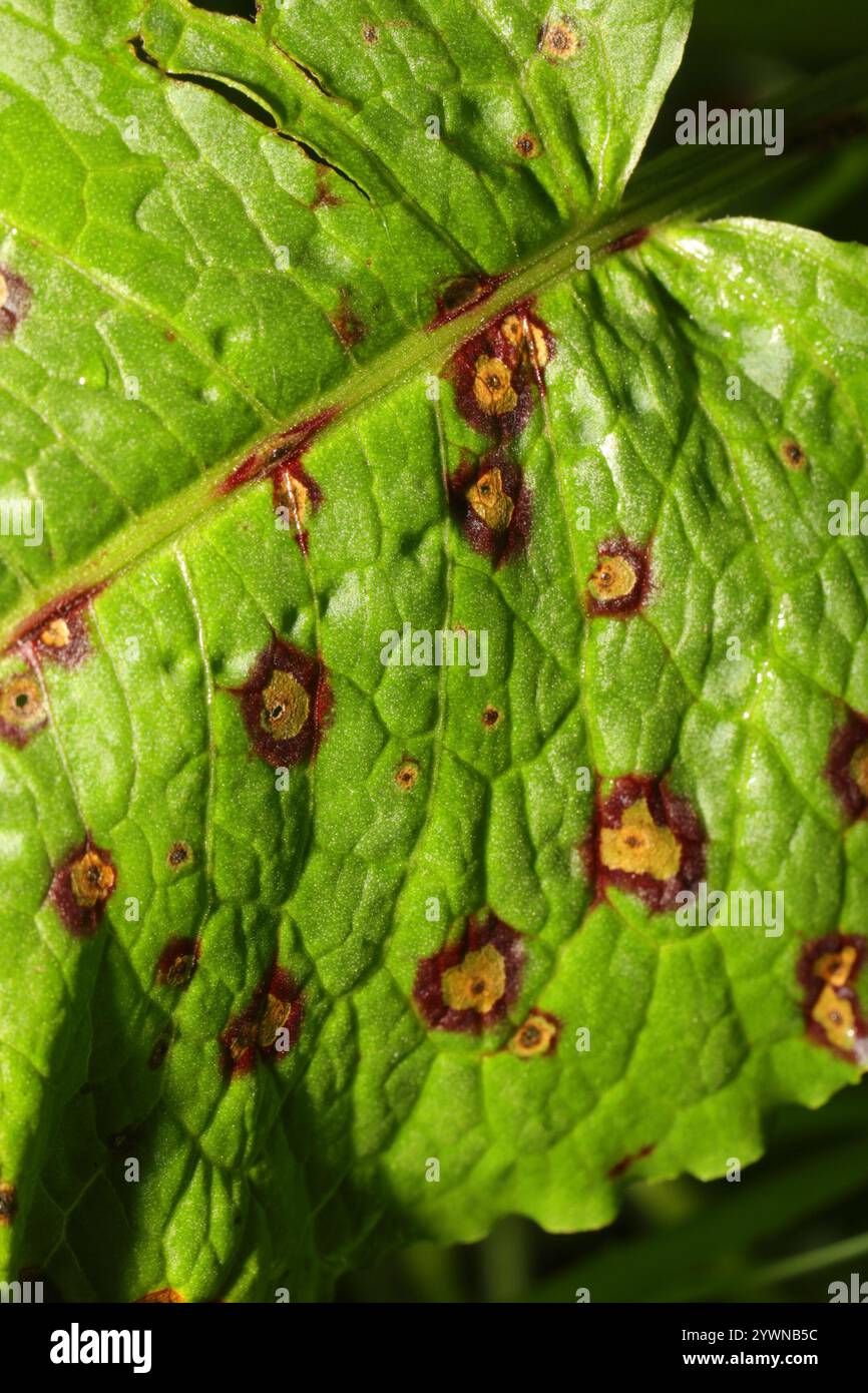 Red Dock Spot (Ramularia rubella Stock Photo - Alamy