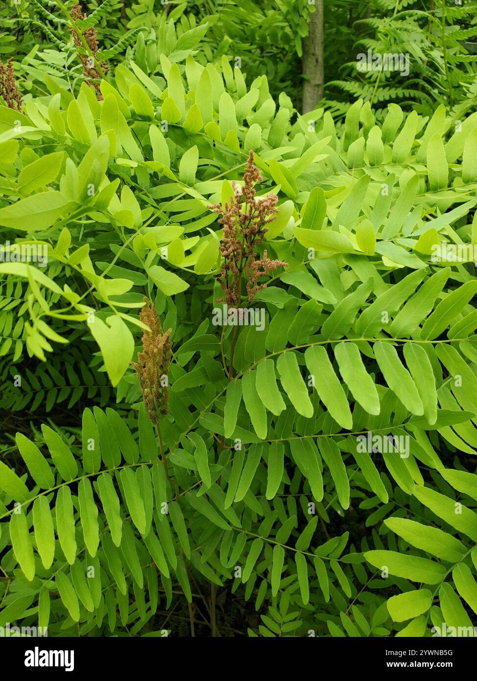 American royal fern hi-res stock photography and images - Alamy