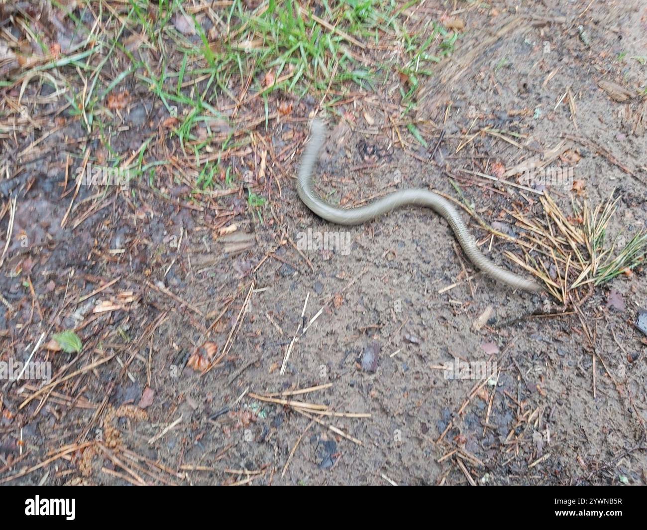Eastern Slowworm (Anguis colchica Stock Photo - Alamy