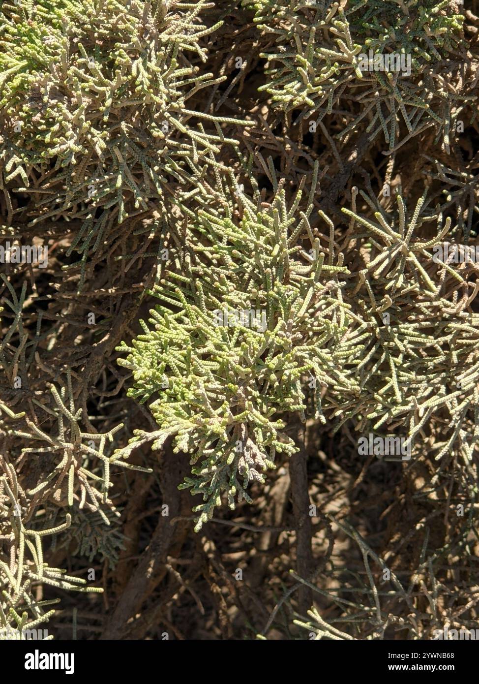 Mediterranean juniper (Juniperus turbinata Stock Photo - Alamy