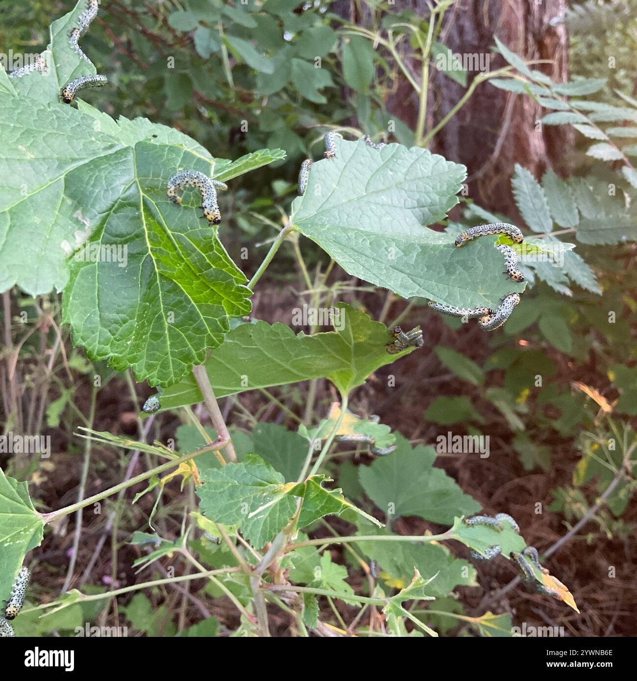 Imported currantworm hi-res stock photography and images - Alamy